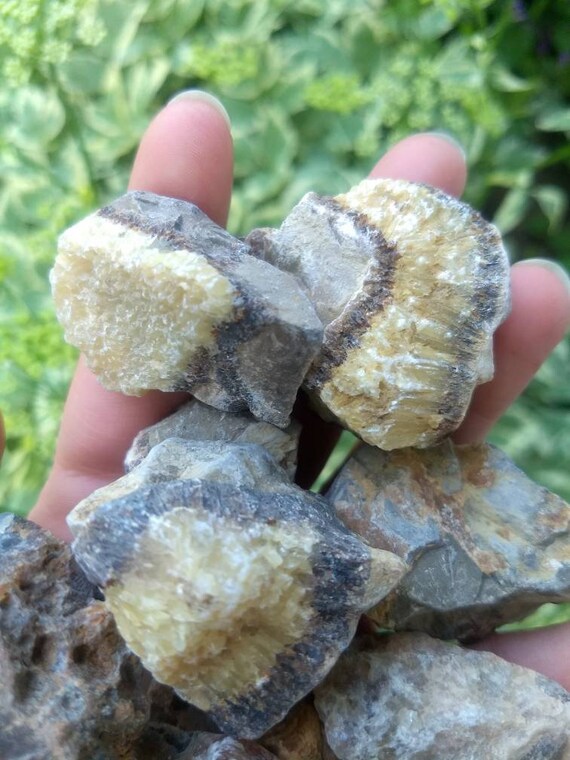 Septarian Nodule Raw Powerful Grounding Crystal Reiki Chakra | Etsy