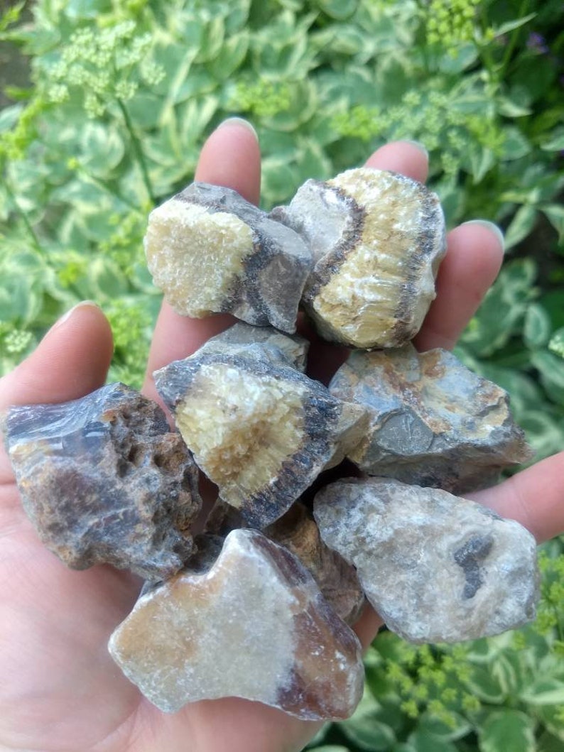 Septarian Nodule Raw Powerful Grounding Crystal Reiki Chakra | Etsy