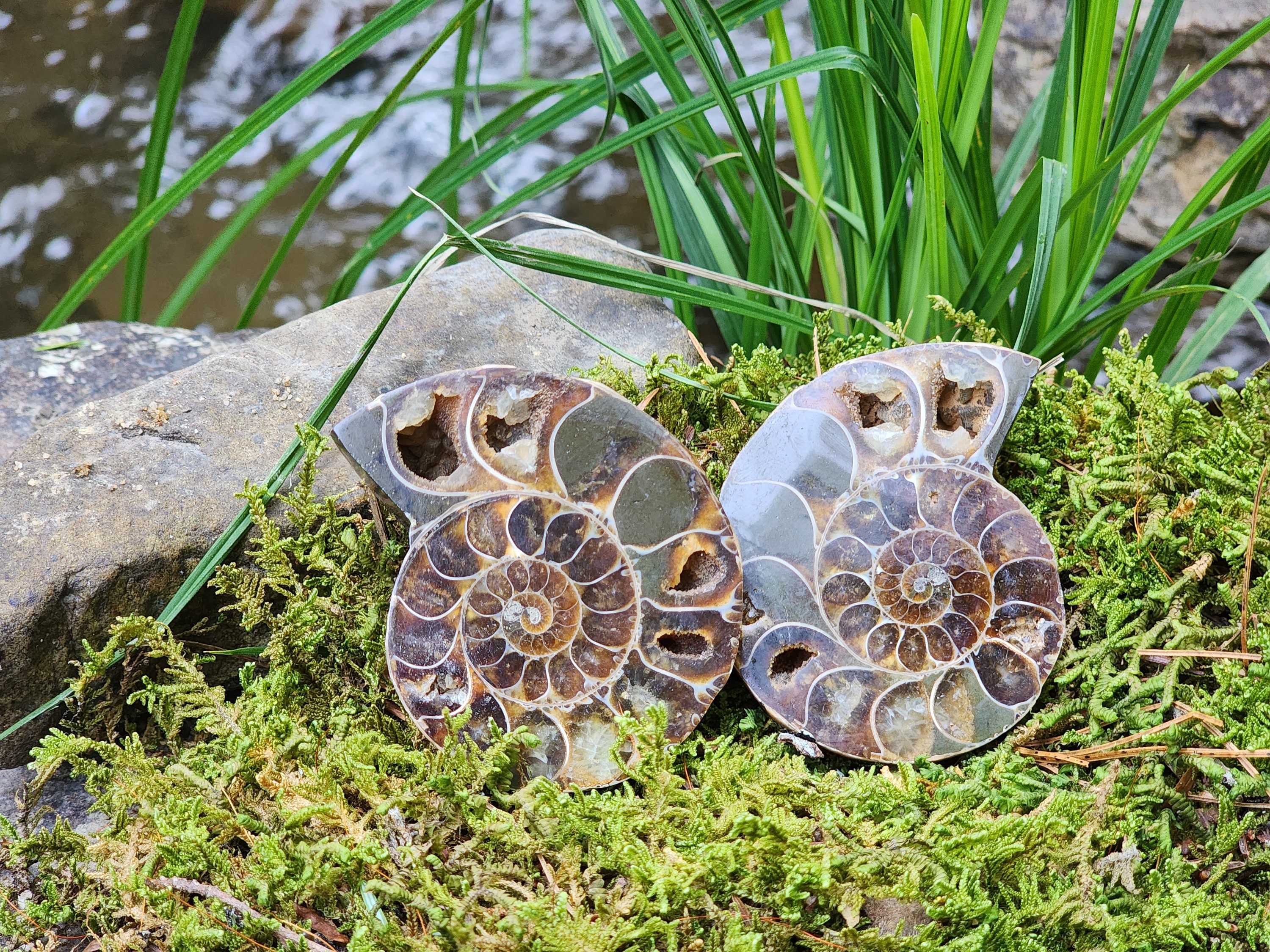 Ammonite Fossil Set 3 Sliced Pairs Small Medium Large - Etsy