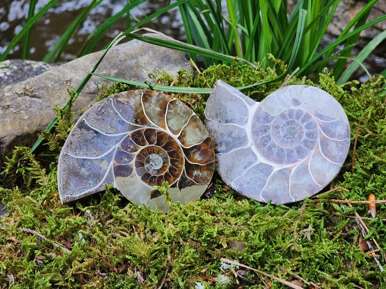 Ammonite Fossil Set 3 Sliced Pairs Small Medium Large - Etsy