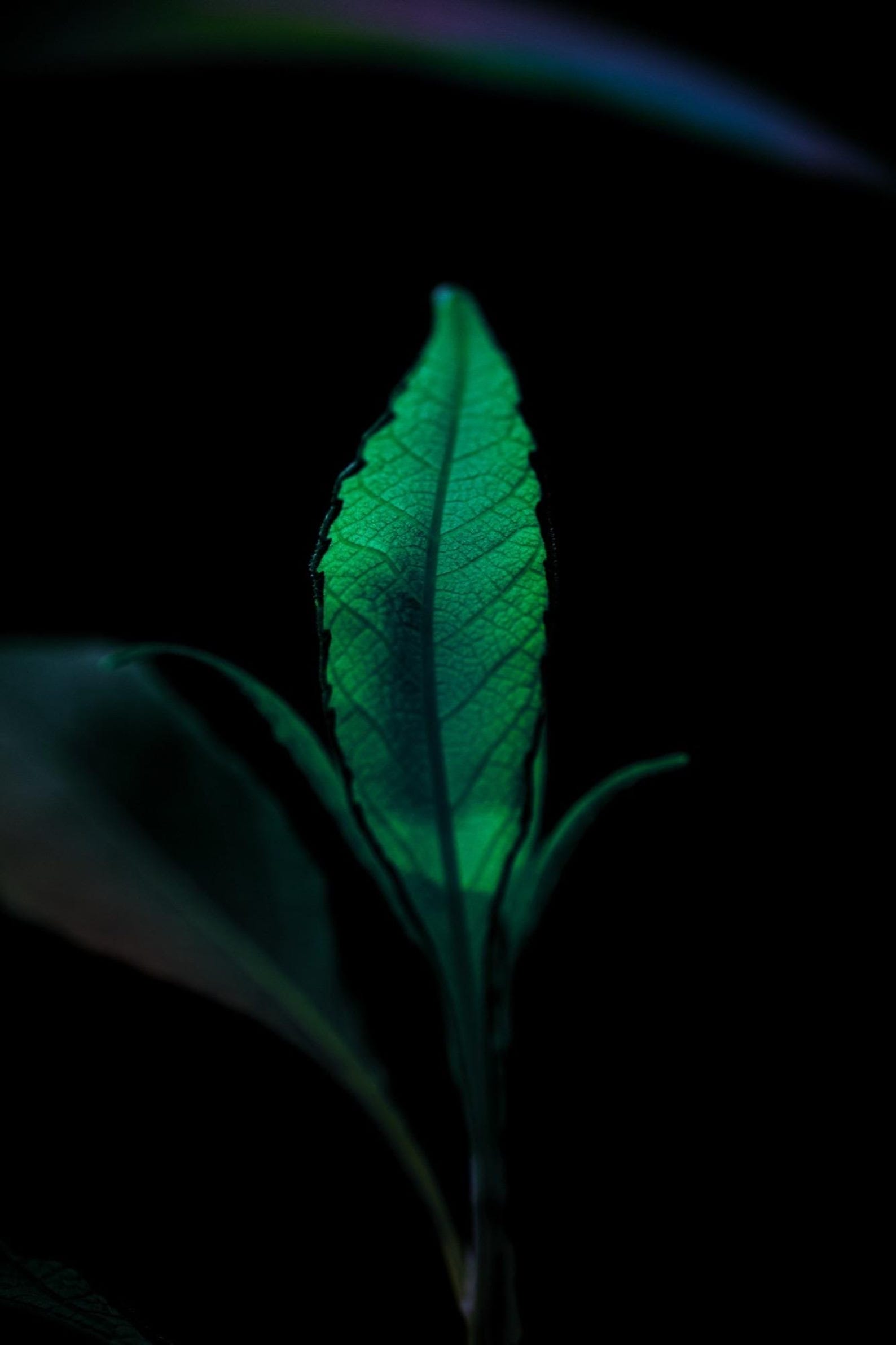 Dark Botanical Print: Green Leaf Macro, Moody Minimalist Art (digital ...