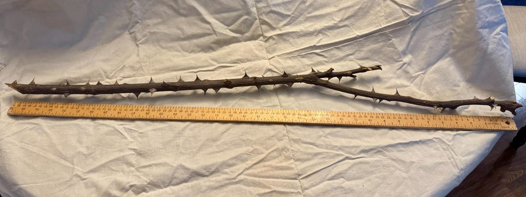 Large Rose Thorn Stick, Dried Stem, Branch for Crafts, Flower Arranging ...