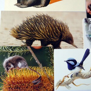 Australian Wildlife Ephemera Pack 20 Pieces, Australian Native Animals ...