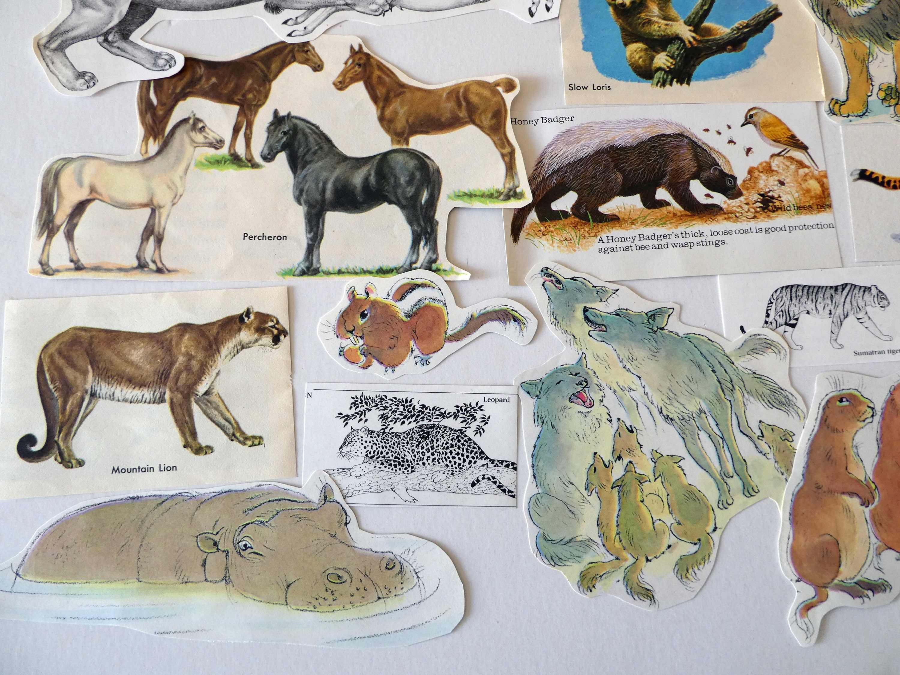 50 Wild Animals Paper Clippings Die Cut Style Paper Cuts - Etsy