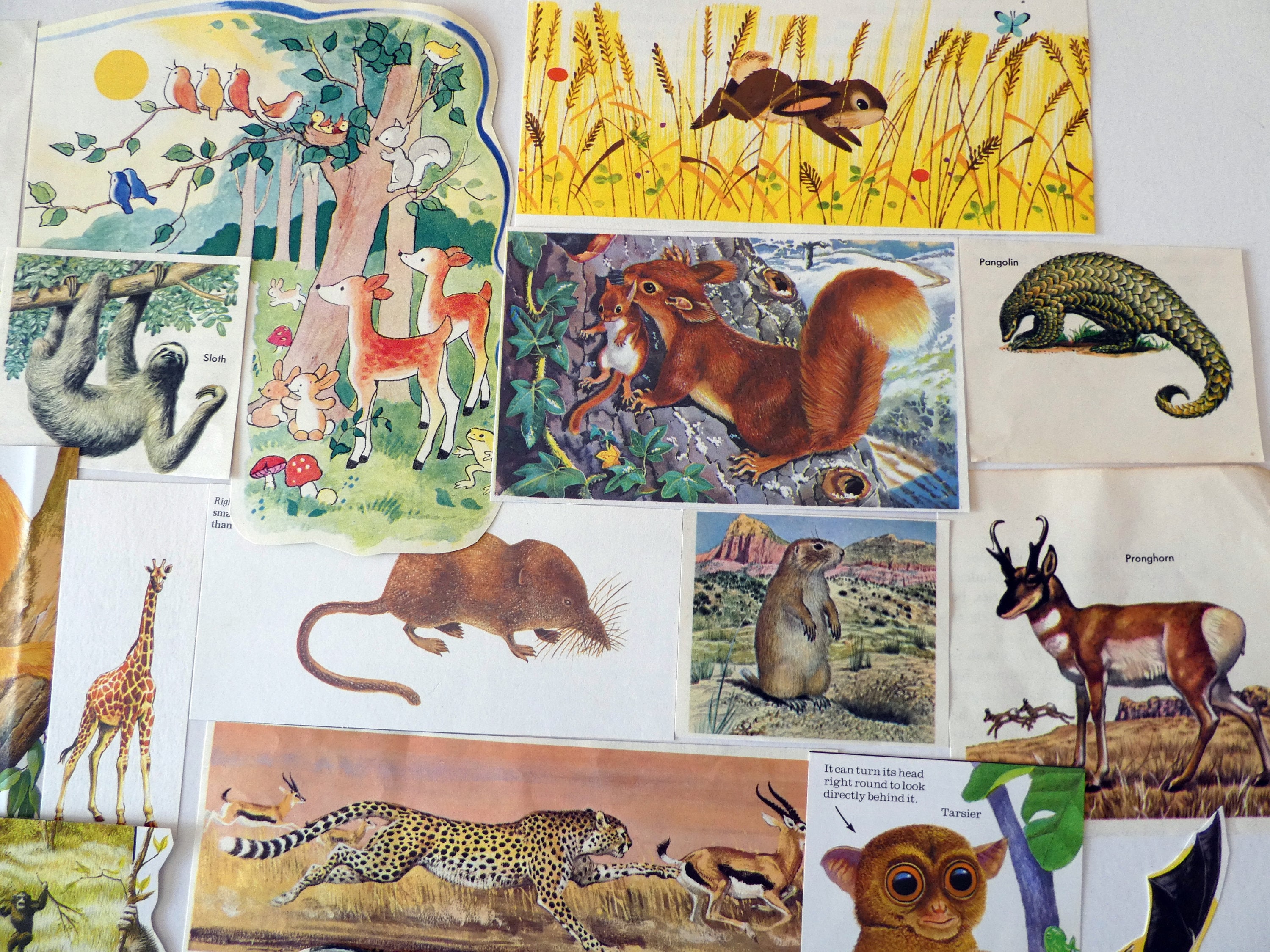 50 Wild Animals Paper Clippings Die Cut Style Paper Cuts - Etsy