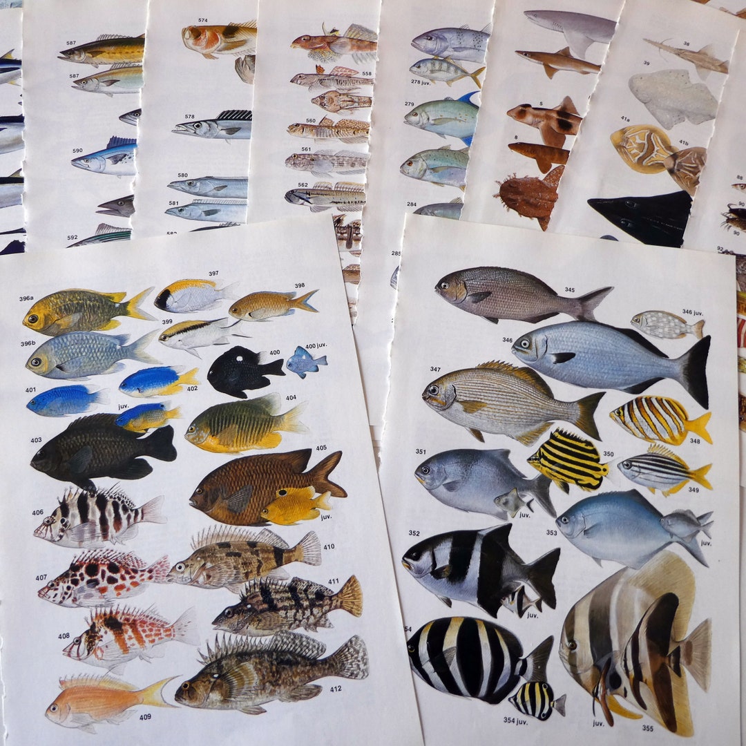 16 Fish Pages for Journals, Full Page Fish Illustrations - Etsy