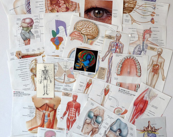 60 Anatomy and Physiology Paper Clippings, Human Body Paper Cuts - Etsy