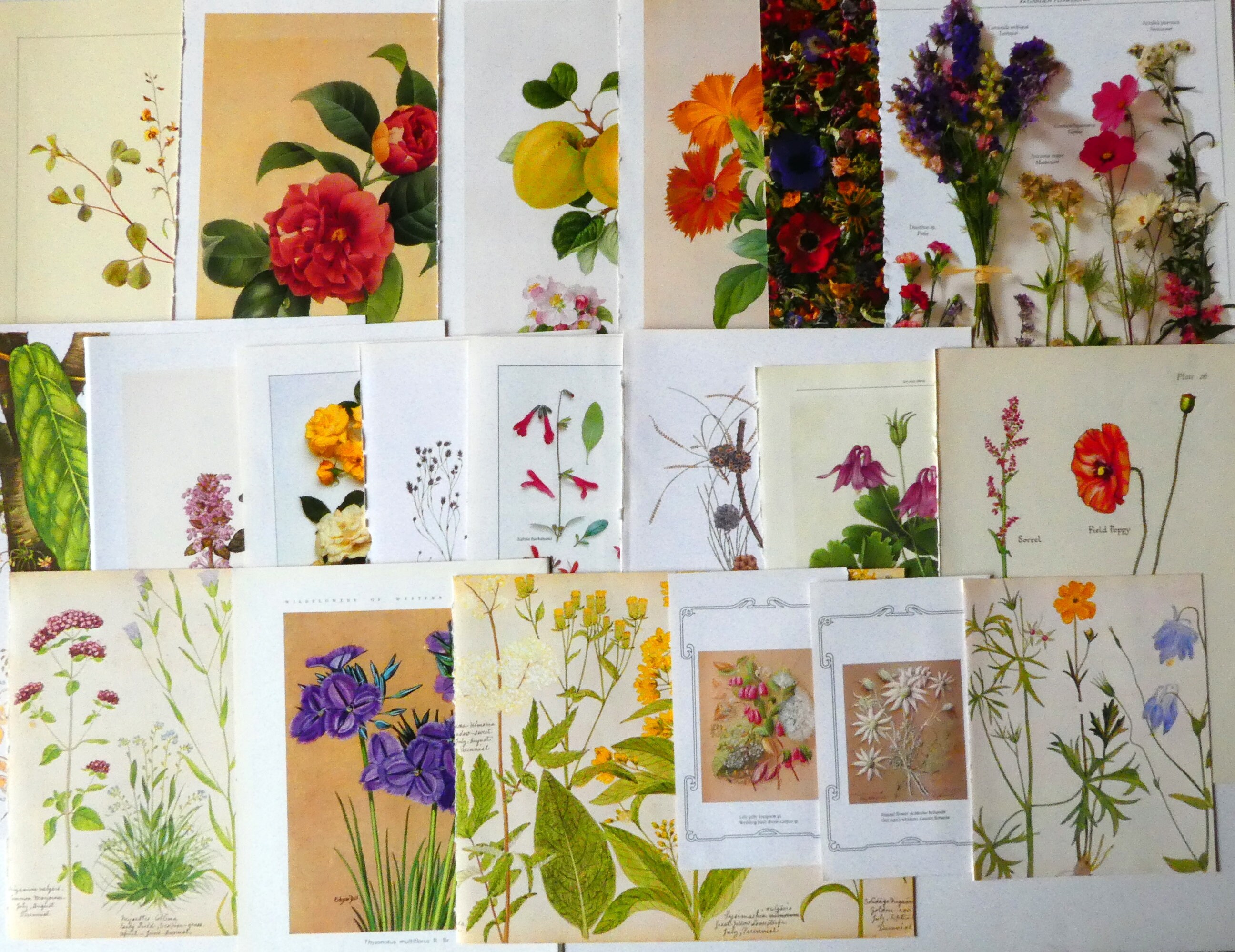 20 Botanical Book Pages Junk Journal Pages - Etsy