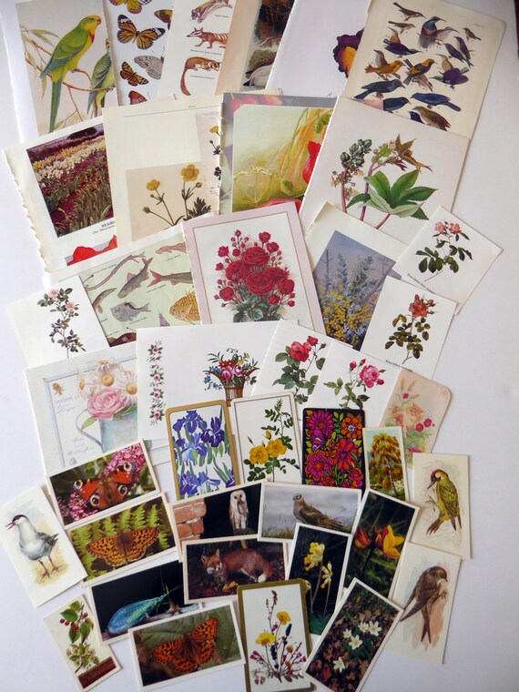 Paper, Party & Kids Botanical Paper Ephemera Pack Materials etna.com.pe