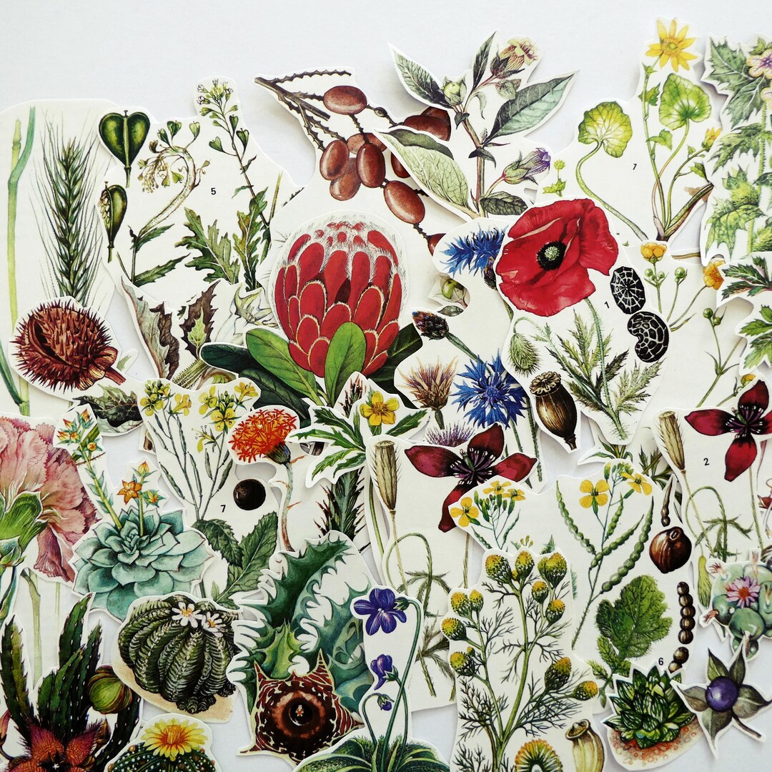 30 Fussy Cut Botanicals, Flower Cut Outs - Etsy
