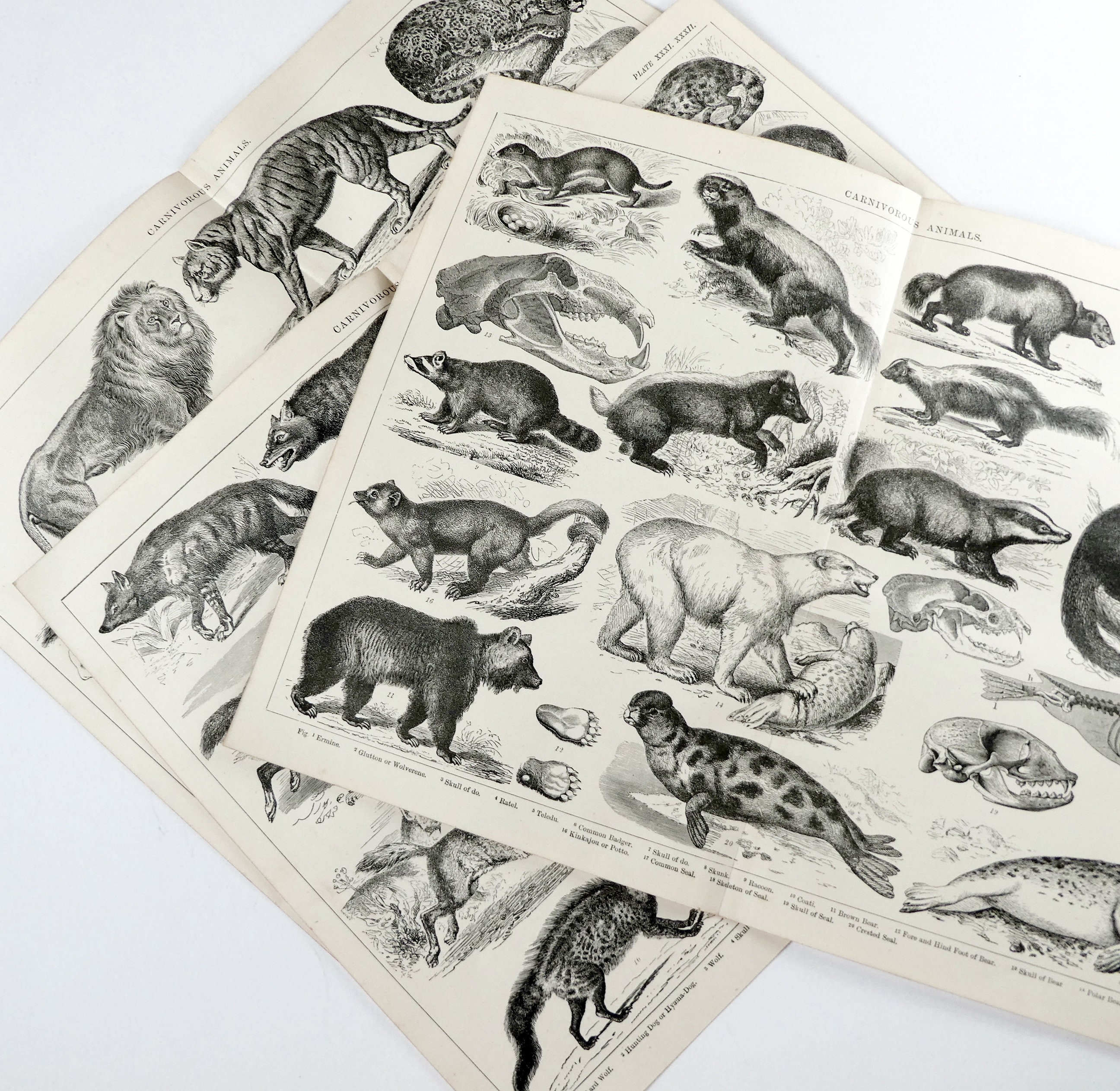 Carnivorous Animals Drawing