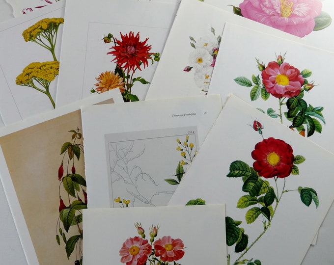 12 Large Botanical Book Pages - Etsy