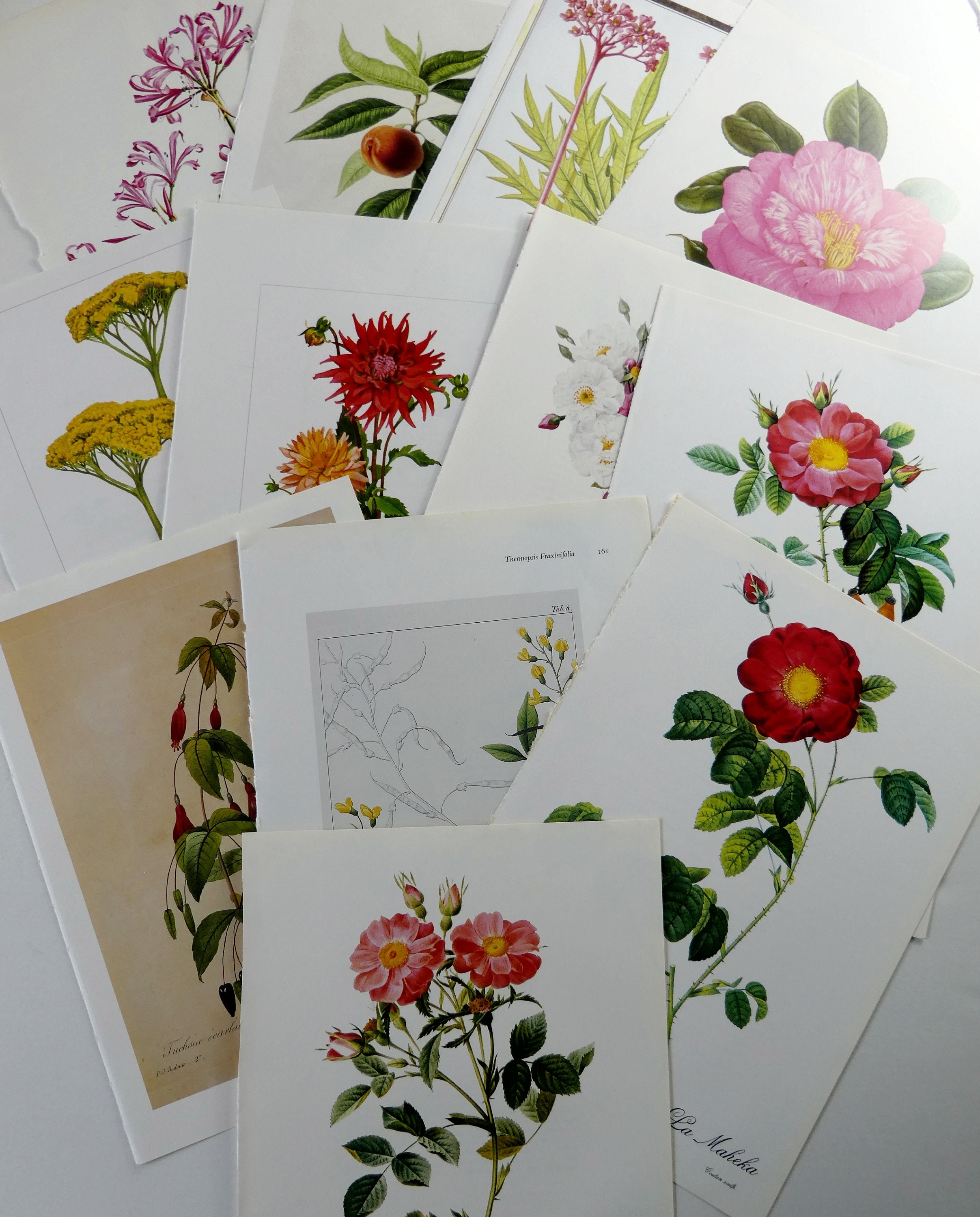 12 Large Botanical Book Pages - Etsy Australia