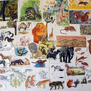 50 Wild Animals Paper Clippings Die Cut Style Paper Cuts - Etsy