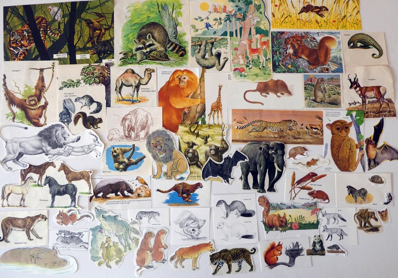 50 Wild Animals Paper Clippings Die Cut Style Paper Cuts - Etsy