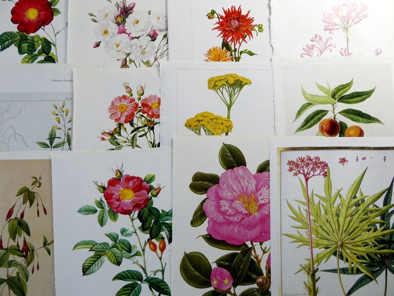 12 Large Botanical Book Pages, Botanical Illustrations - Etsy Australia