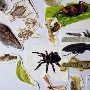 50 Insects Paper Clippings Die Cut Style Paper Cuts - Etsy