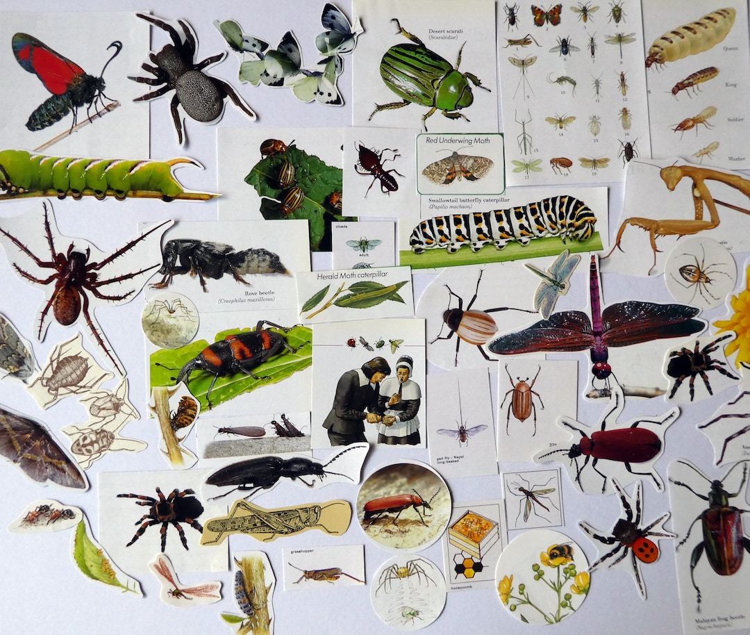 50 Insects Paper Clippings Die Cut Style Paper Cuts - Etsy