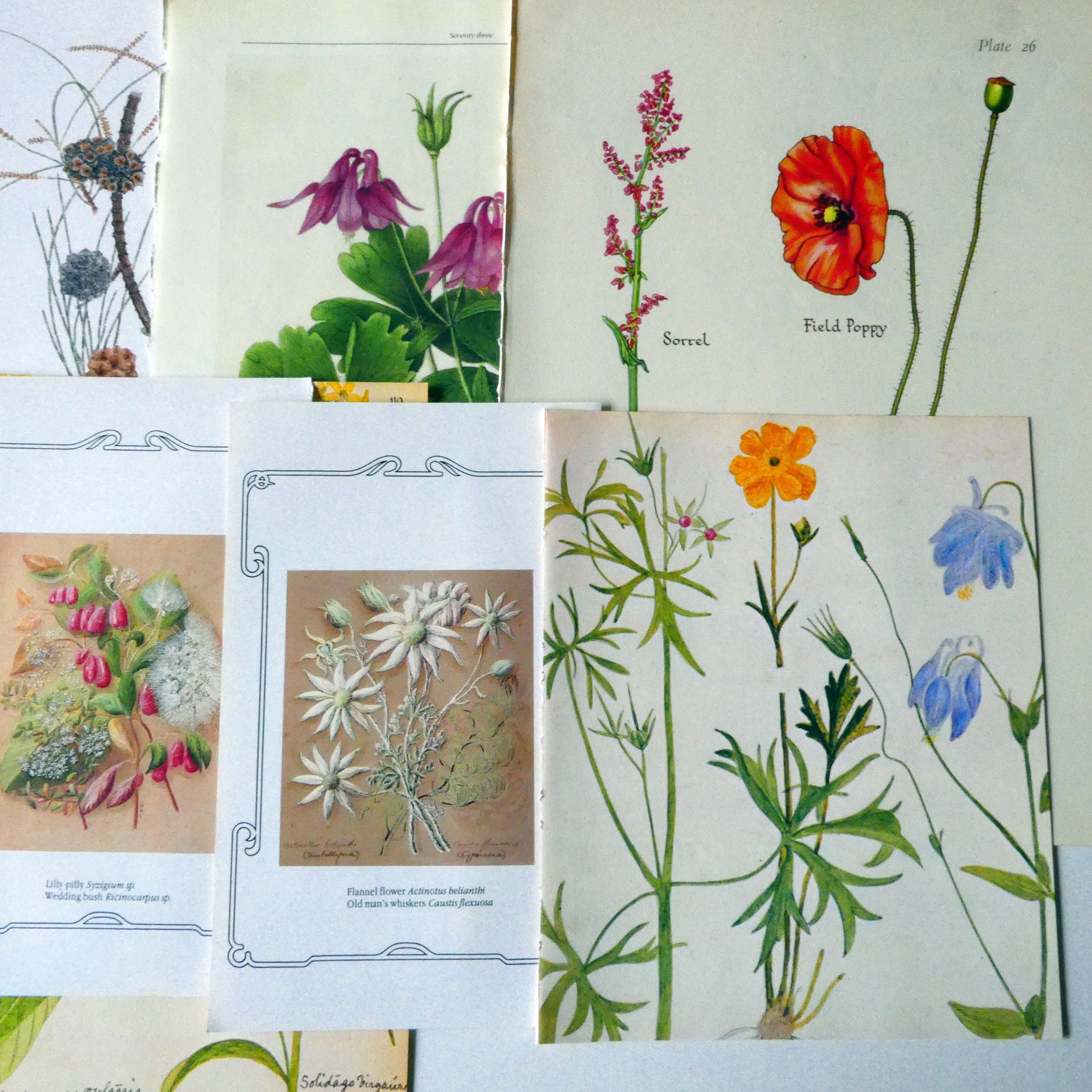 20 Botanical Book Pages Junk Journal Pages - Etsy