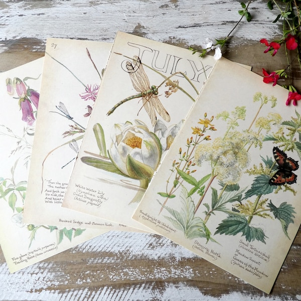 Country Diary - Etsy