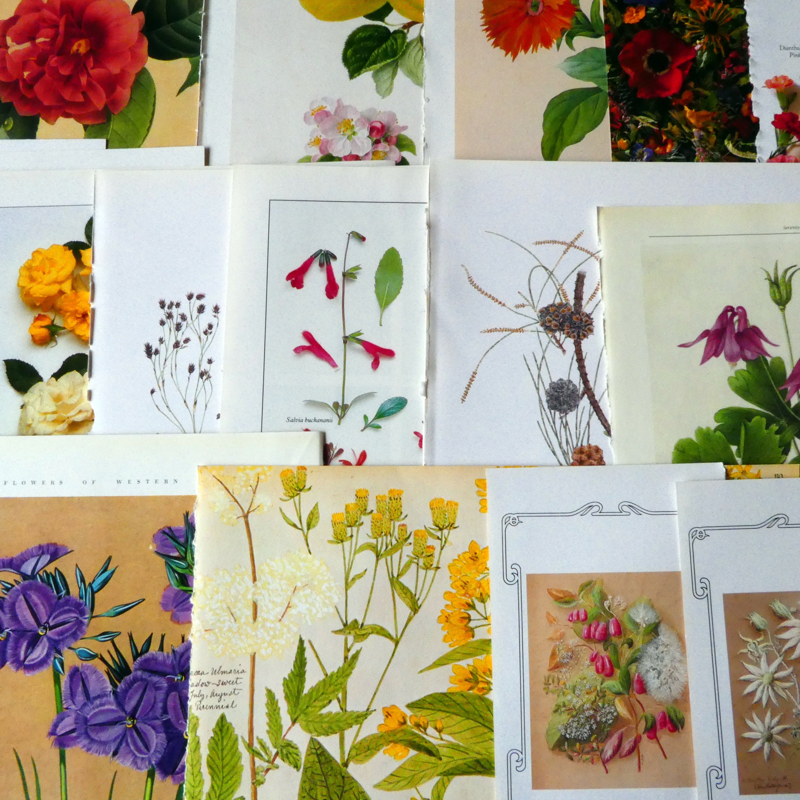 20 Botanical Book Pages Junk Journal Pages - Etsy