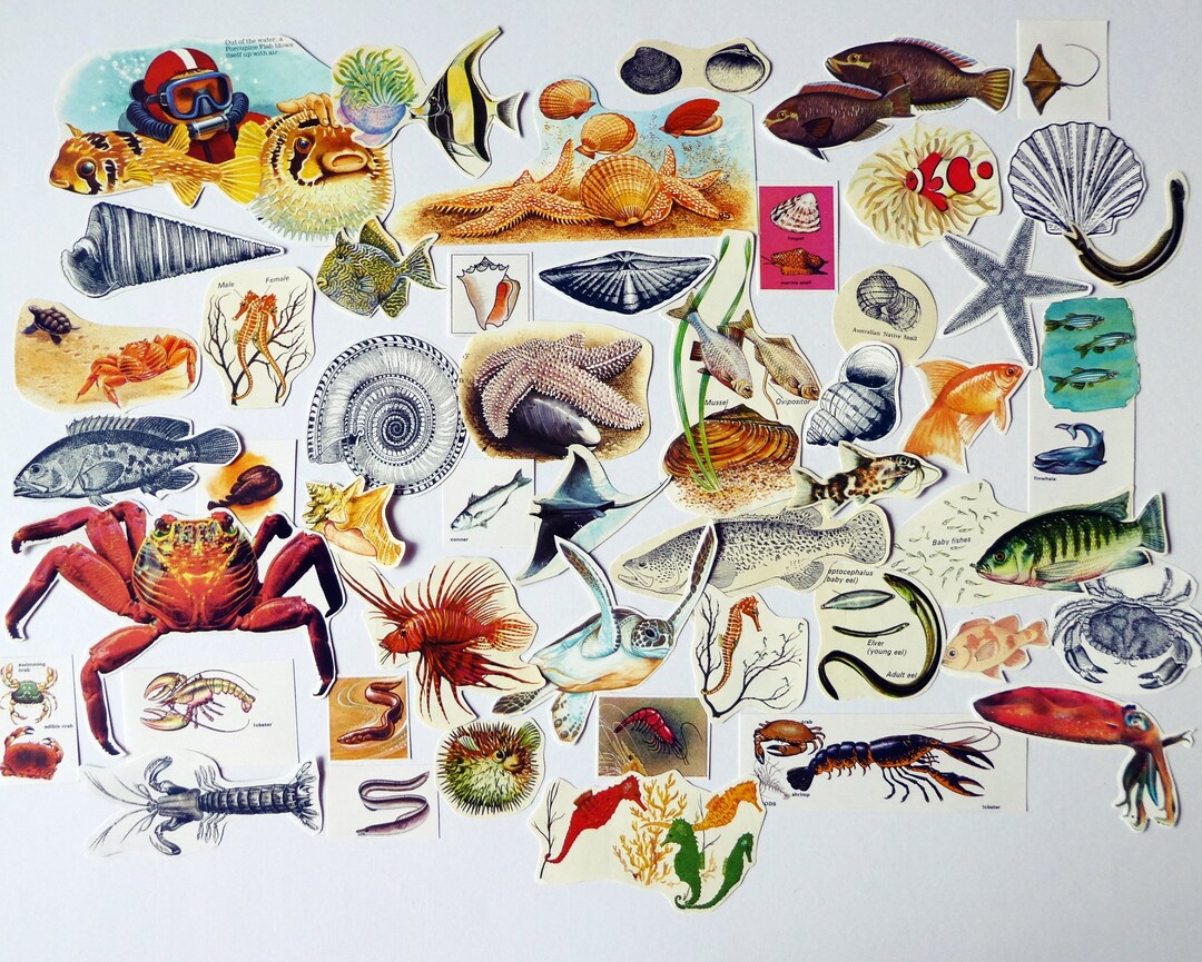 50 Beach Shells Fish Themed Paper Clippings Die Cut Style Paper Cuts - Etsy