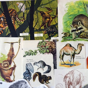 50 Wild Animals Paper Clippings Die Cut Style Paper Cuts - Etsy
