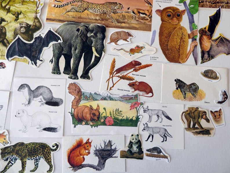 50 Wild Animals Paper Clippings Die Cut Style Paper Cuts - Etsy