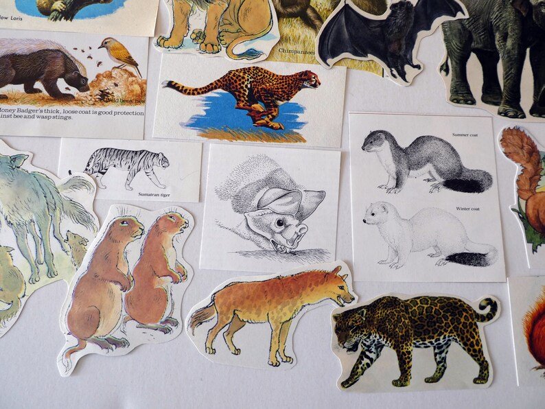 50 Wild Animals Paper Clippings Die Cut Style Paper Cuts - Etsy
