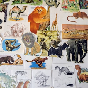 50 Wild Animals Paper Clippings Die Cut Style Paper Cuts - Etsy