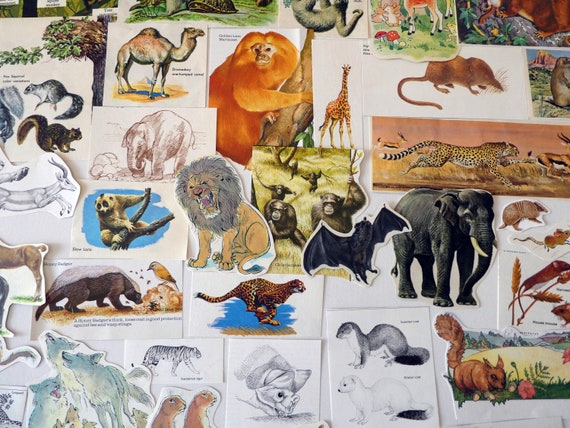 50 wild animals paper clippings die cut style paper cuts | Etsy