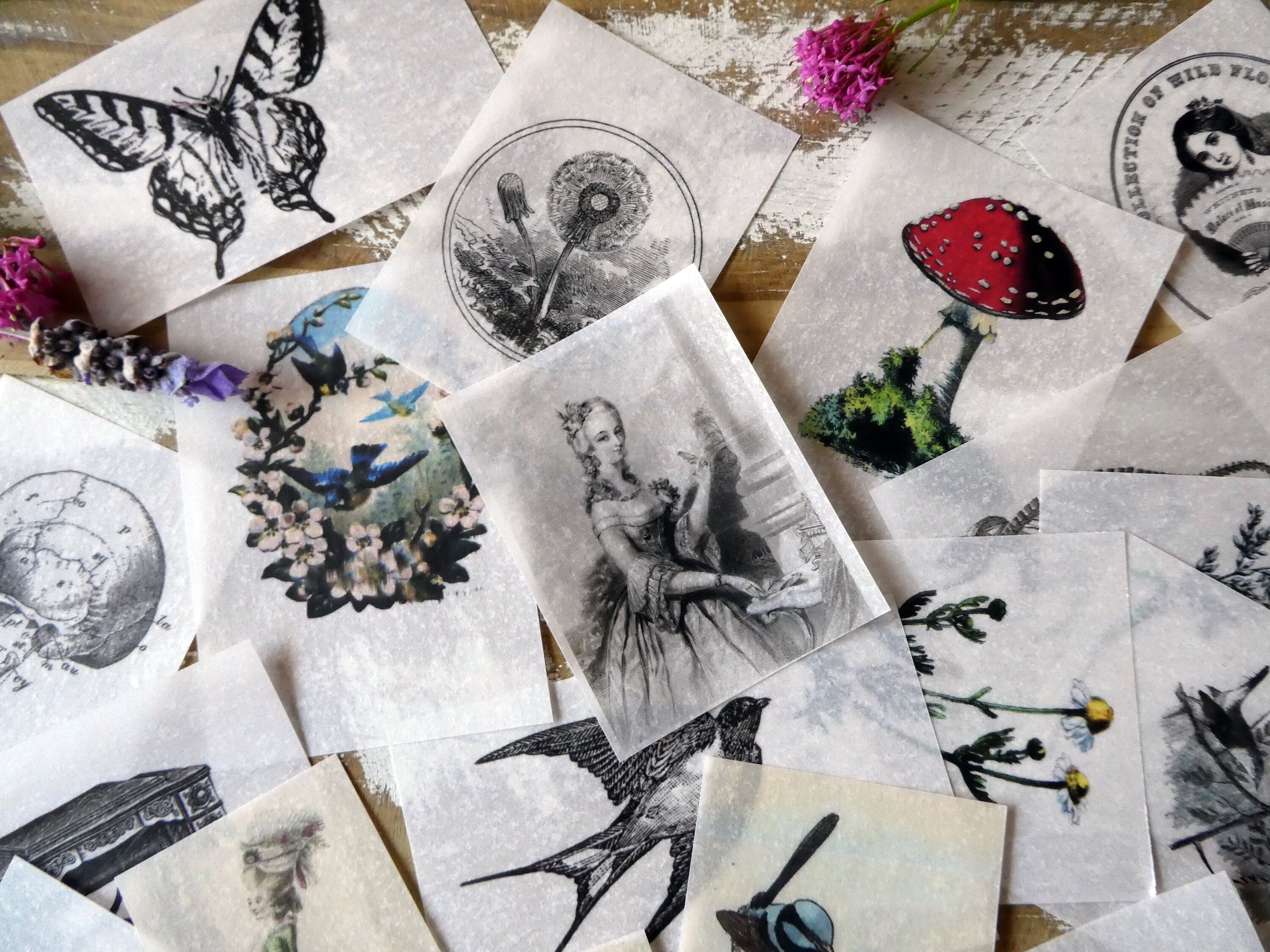 20 Piece Vellum Vintage Images Paper Pack in Glassine Envelope - Etsy