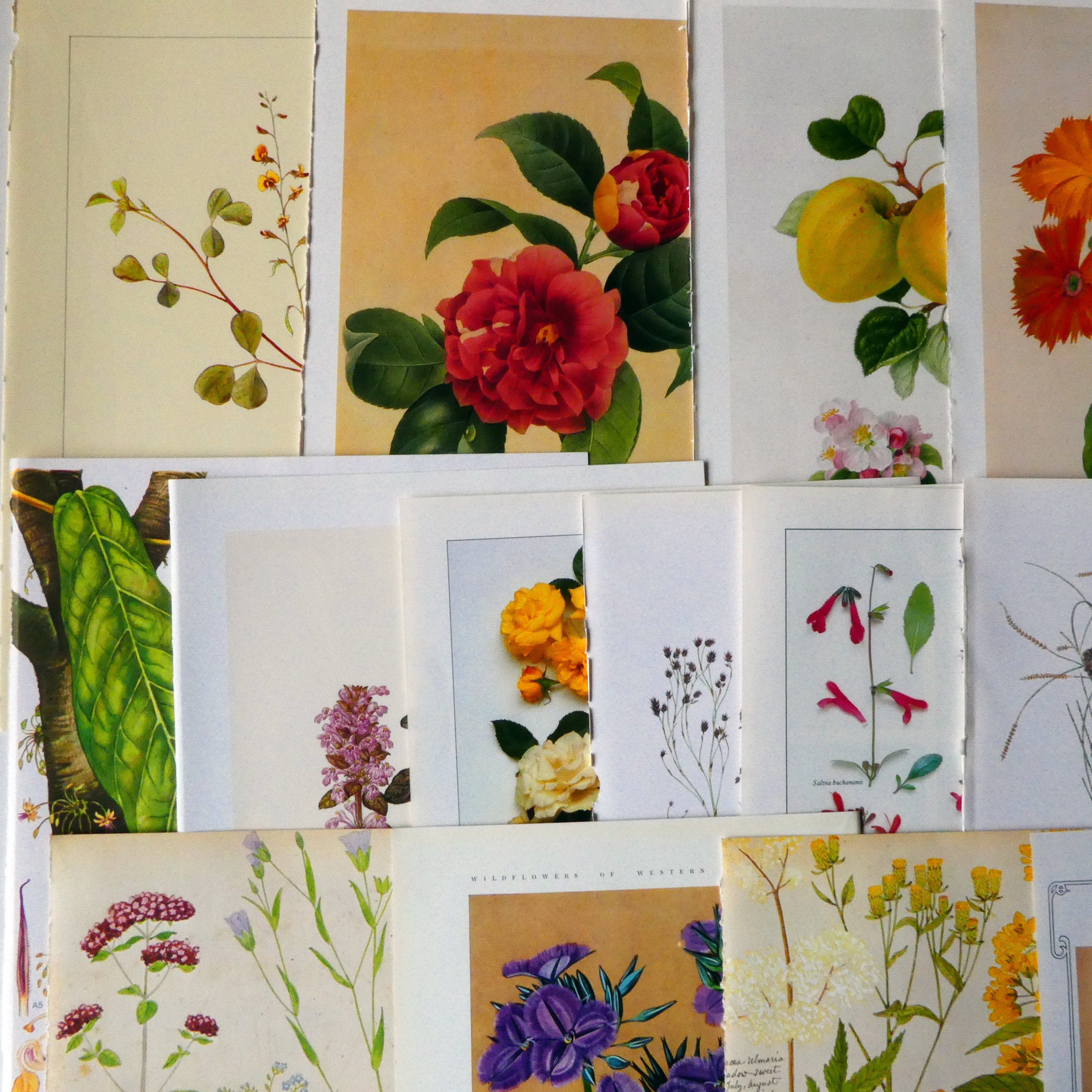 20 Botanical Book Pages Junk Journal Pages - Etsy