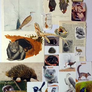 Australian Wildlife Ephemera Pack 20 Pieces, Australian Native Animals ...