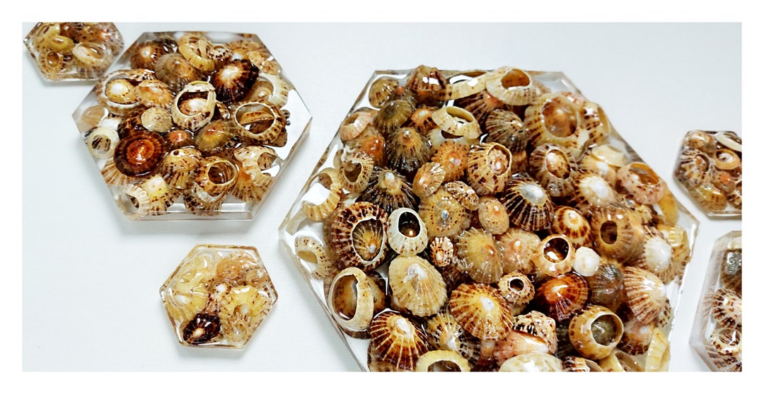 Set of 6 Handmade Scottish Seashells Wall Tiles,hexagon Tiles,wall ...