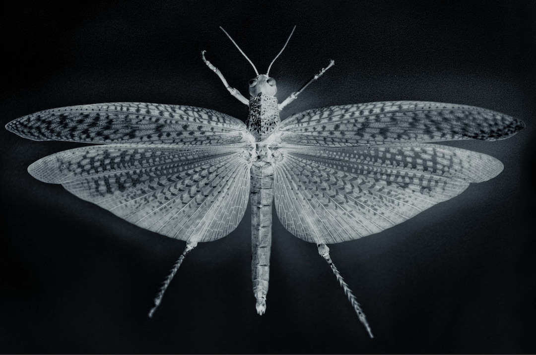 Digital, Butterfly X-ray, Photography, Print, Wall Art, Nature, Insect ...