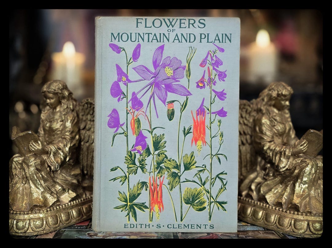 1949 BOOK OF FLOWERS Botany Apothecary Book Botanical Art Antique Plant ...