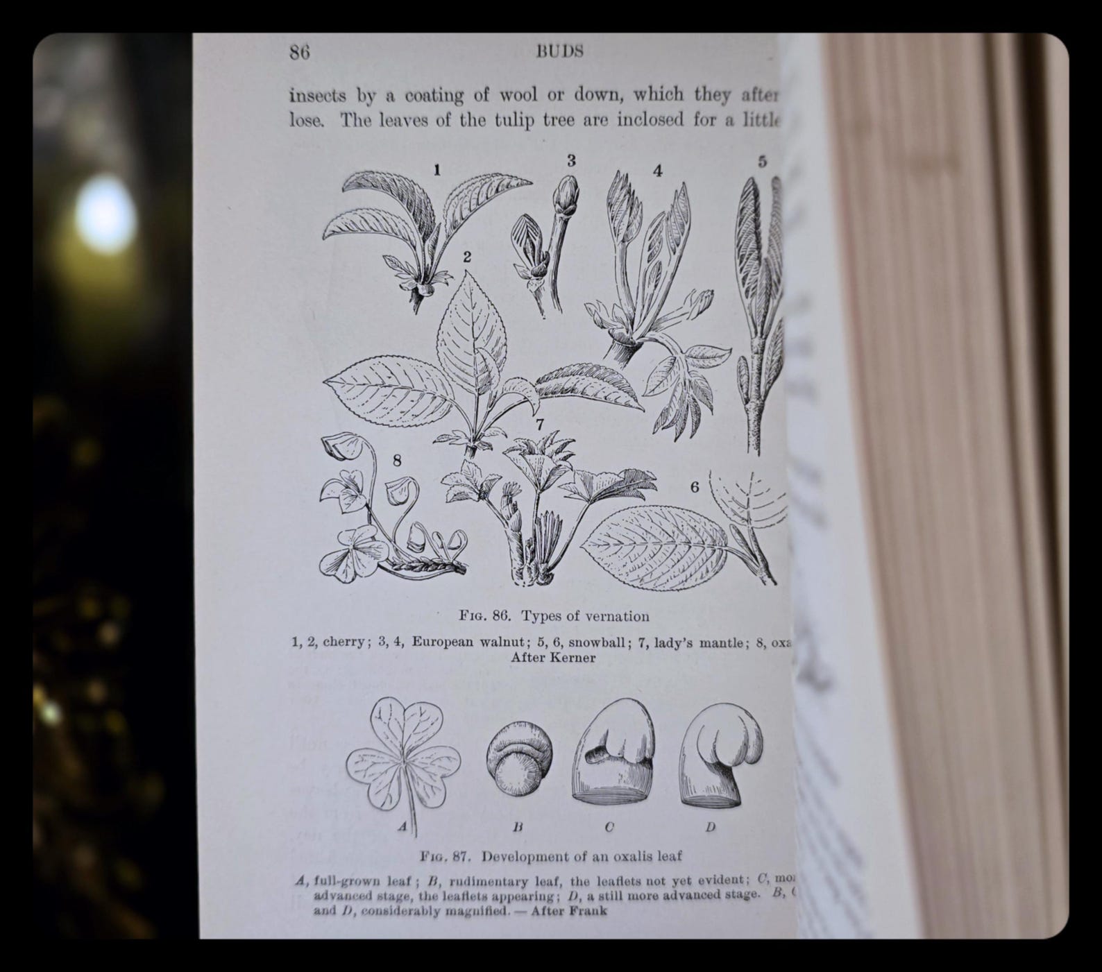1906 Botany Book: Antique Illustrated Plant Identification, Gardening ...