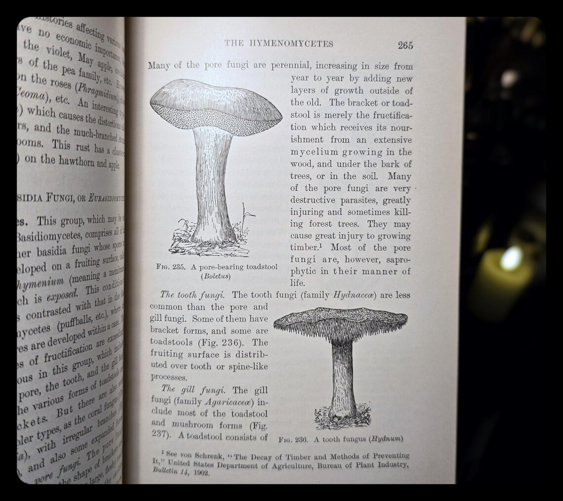 1906 Botany Book Apothecary Botanical Antique Vintage Plant Flower ...