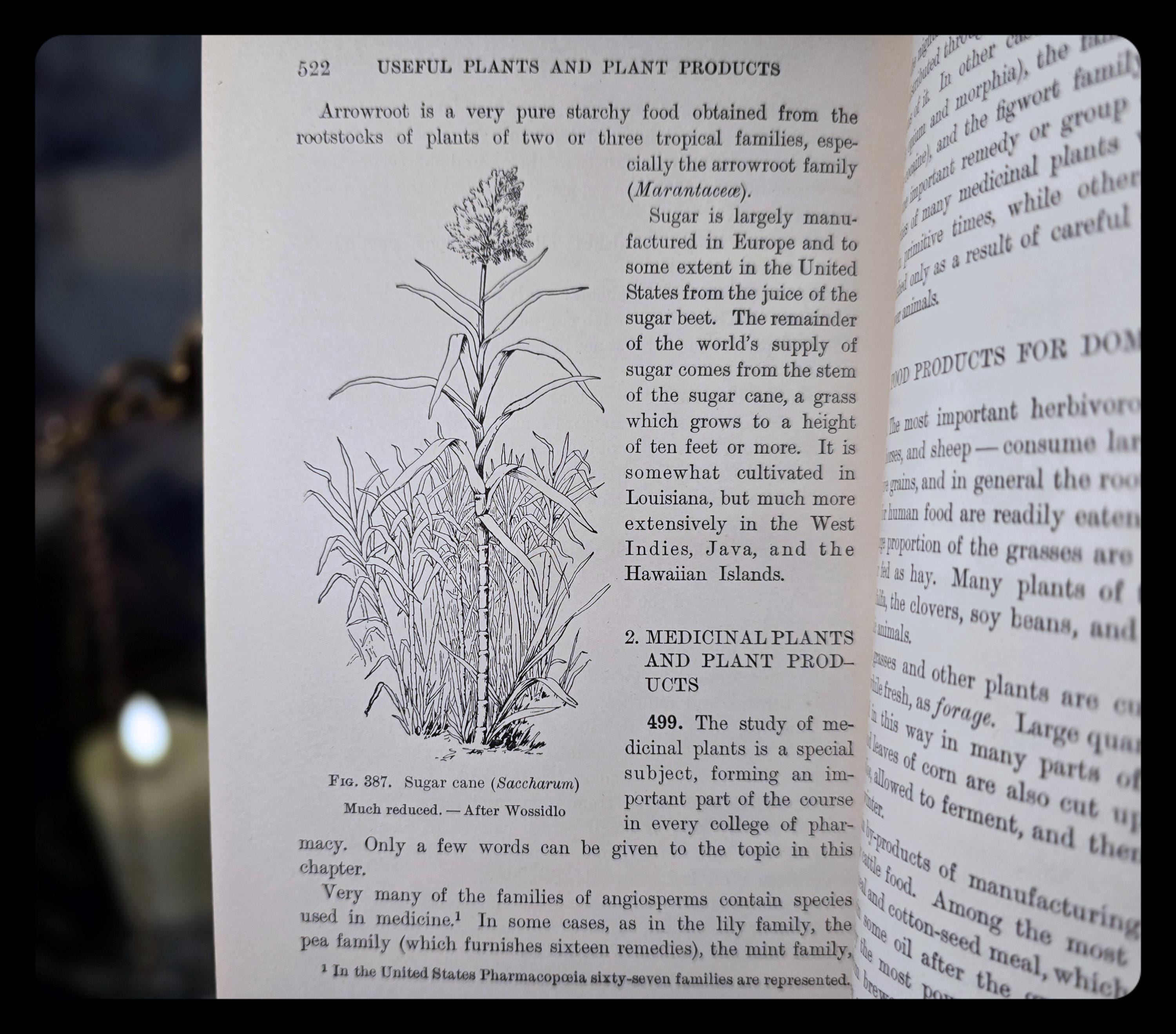 1906 Botany Book: Antique Illustrated Plant Identification, Gardening ...