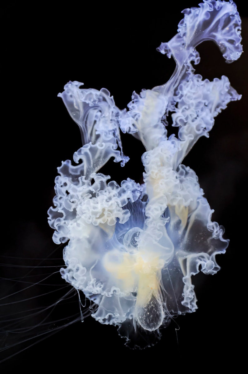 Jellyfish Print 1020 Beach Decor Ocean Art Coastal Vibes Printable ...