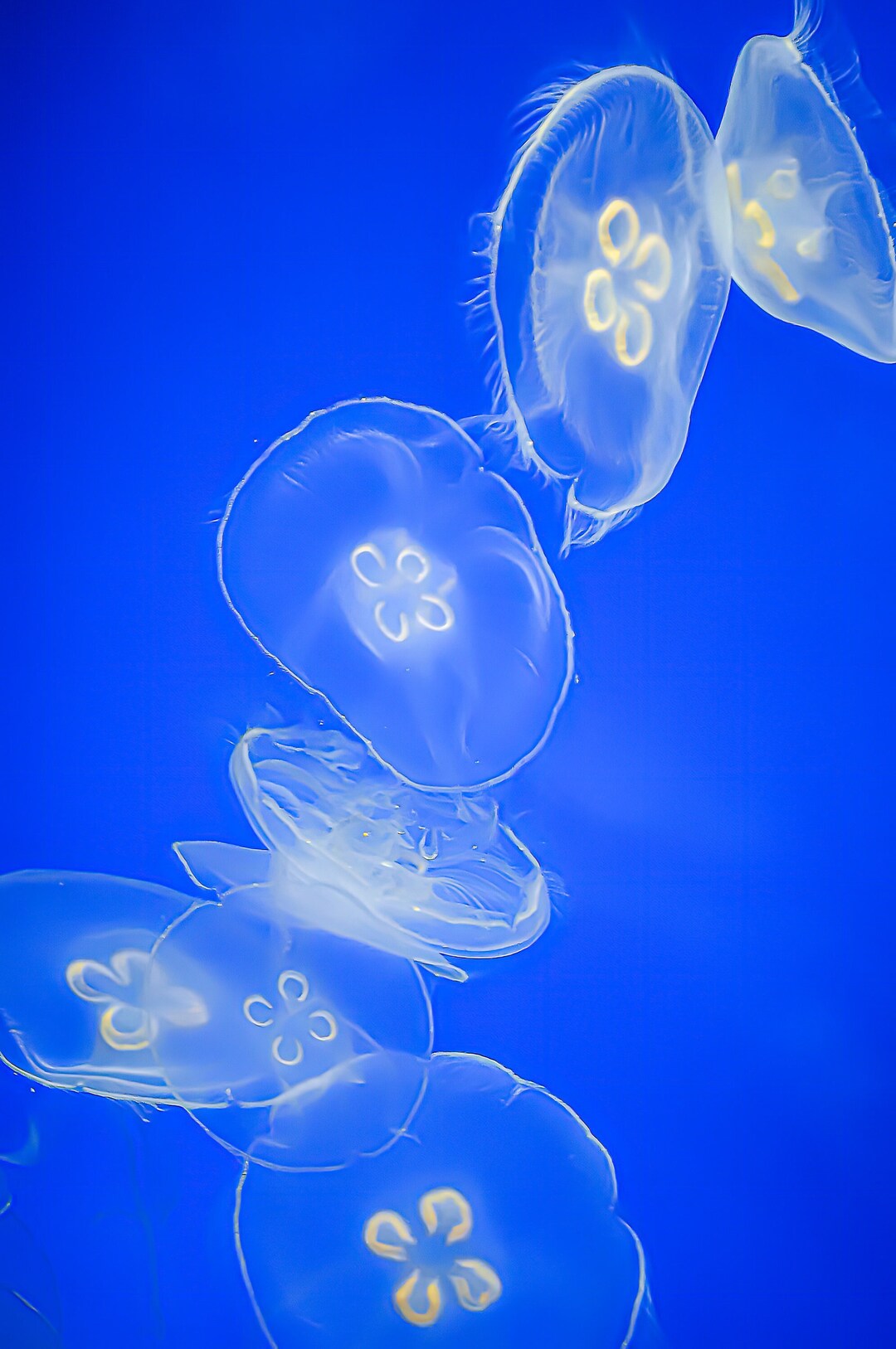 Jellyfish Print 1012 - Beach Decor - Ocean Art - Coastal Vibes ...