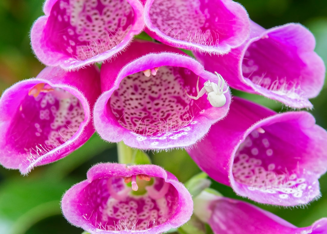 Flora Print 1004 Floral Decor Garden Art Printable Digital Download Printable Floral Decor - Etsy