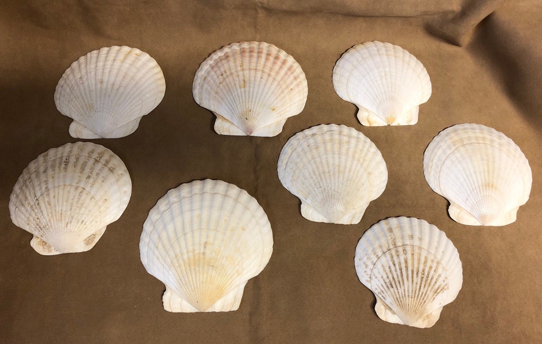8 Flat Vintage Seashells Crafts Cooking Shells Clam Shells - Etsy