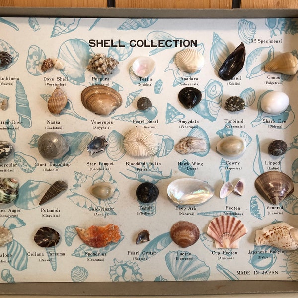 Seashell Display Box - Etsy