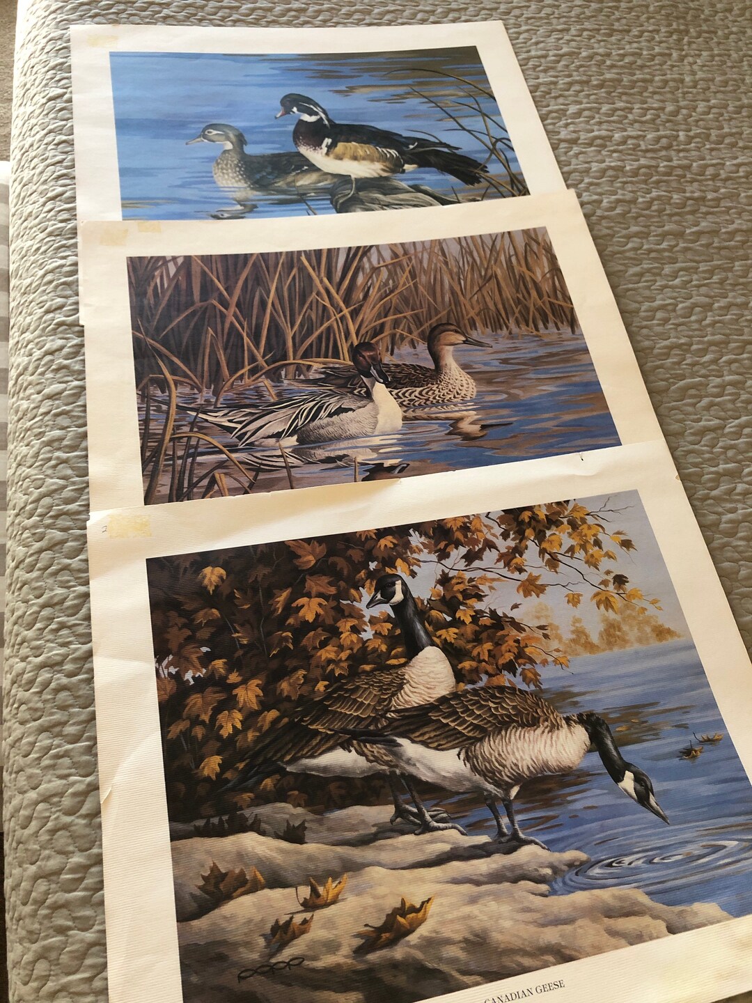 3 HUGE Vintage Prints Art Raymond Popp Geese Ducksvintage - Etsy