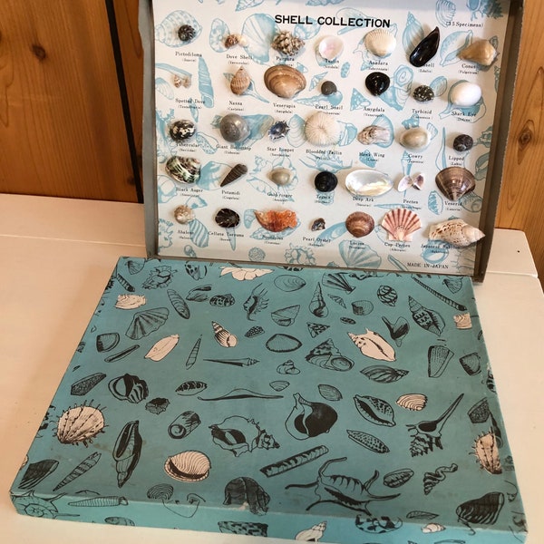 Seashell Collection - Etsy