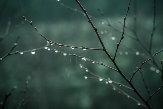Raindrops in Spring Photograph Digital Download Printable Rain | Etsy