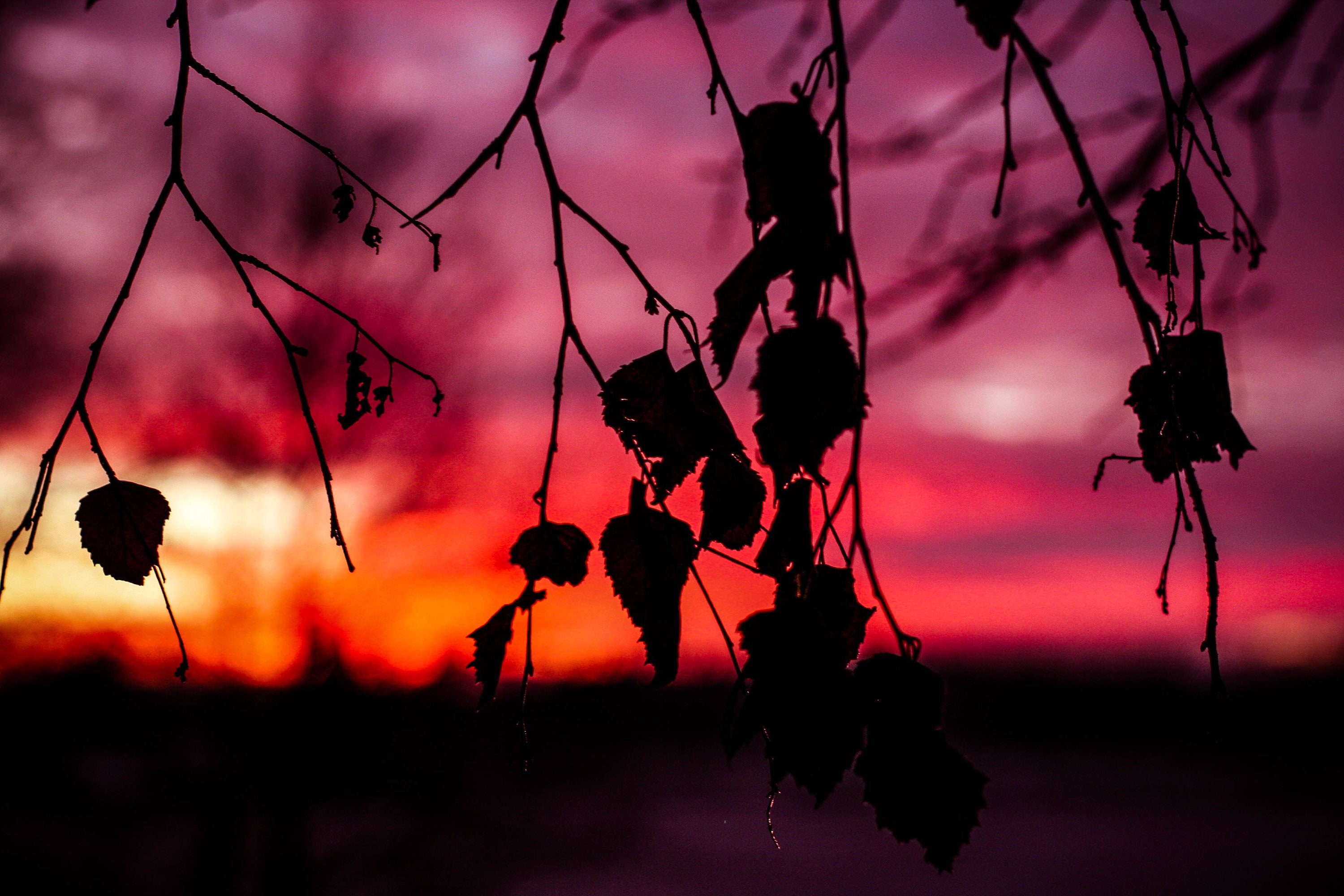 Sunset Colors Digital Download Landscape Pink Orange Sky Silhouette ...