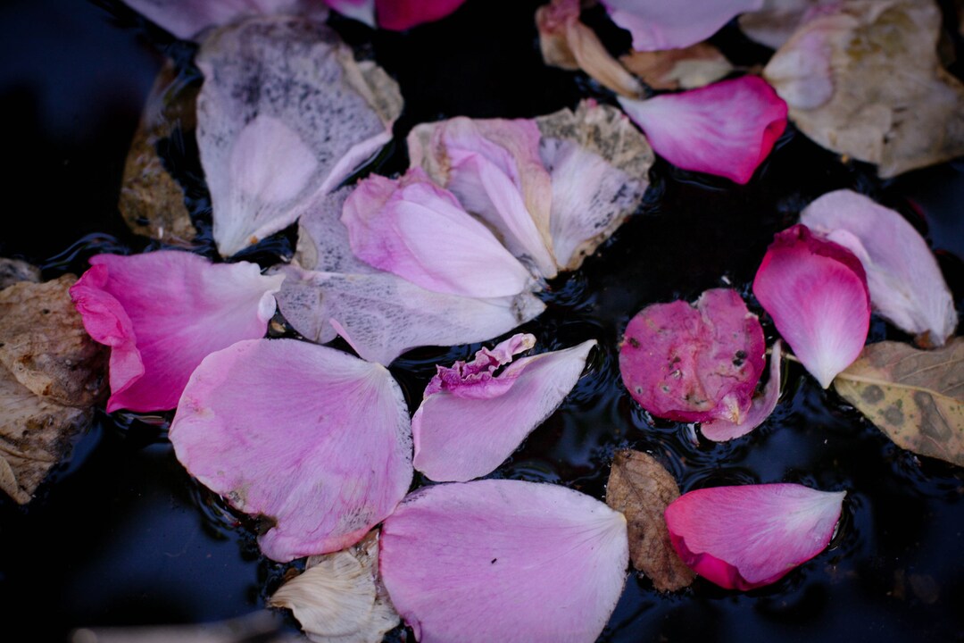 Pink Floating Flower Petals Photograph Digital Download Printable Rose ...